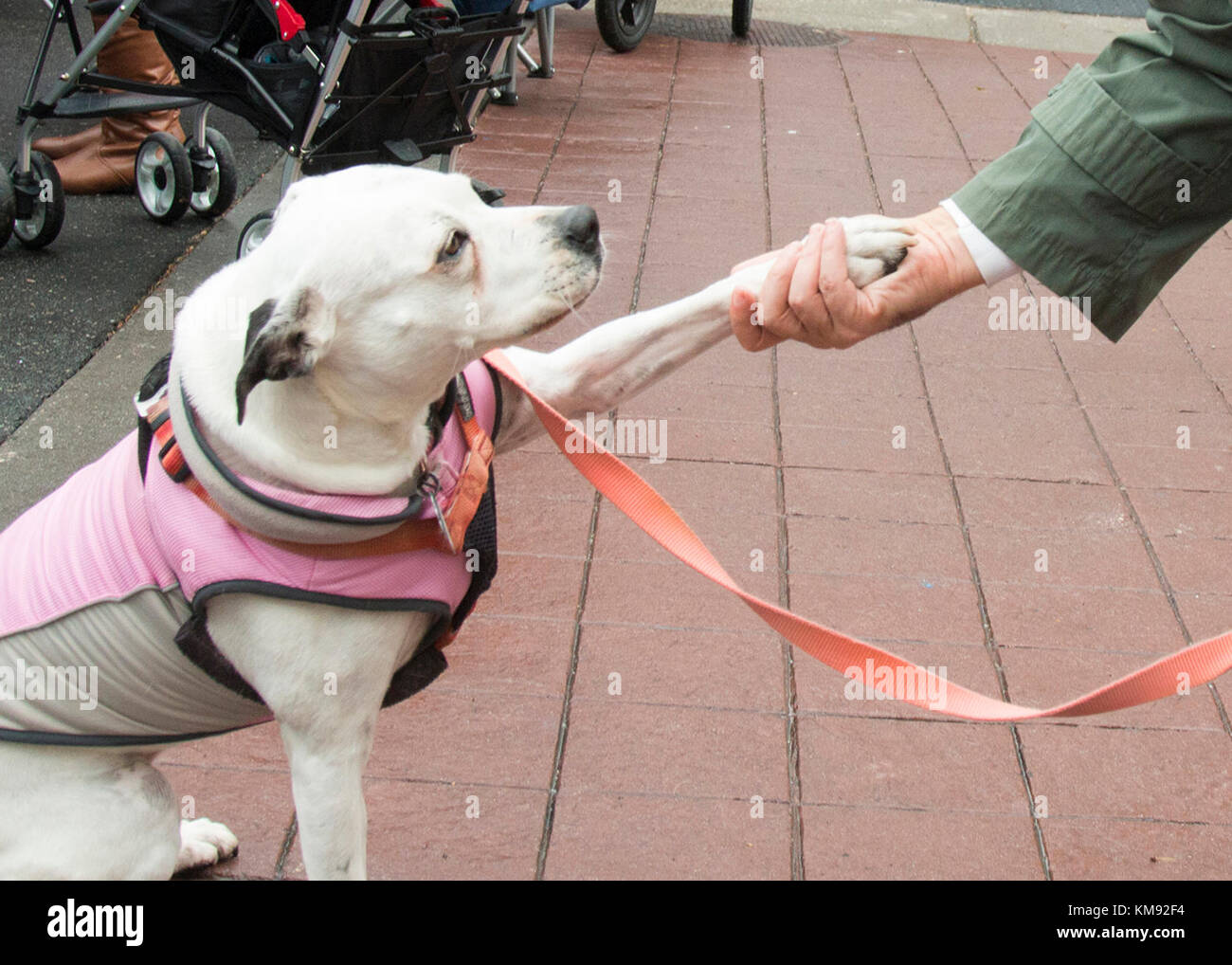 A dog named Baloney spreads holiday cheer during the Durham Holiday ...