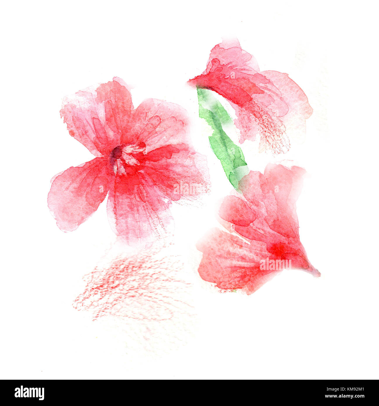Illustration of a watercolor pink flowers on a white background for ...