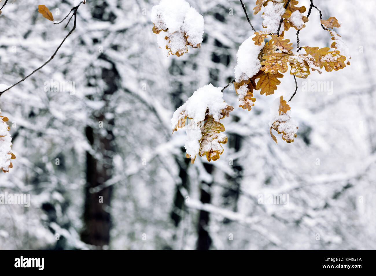 The first snow hi-res stock photography and images - Alamy