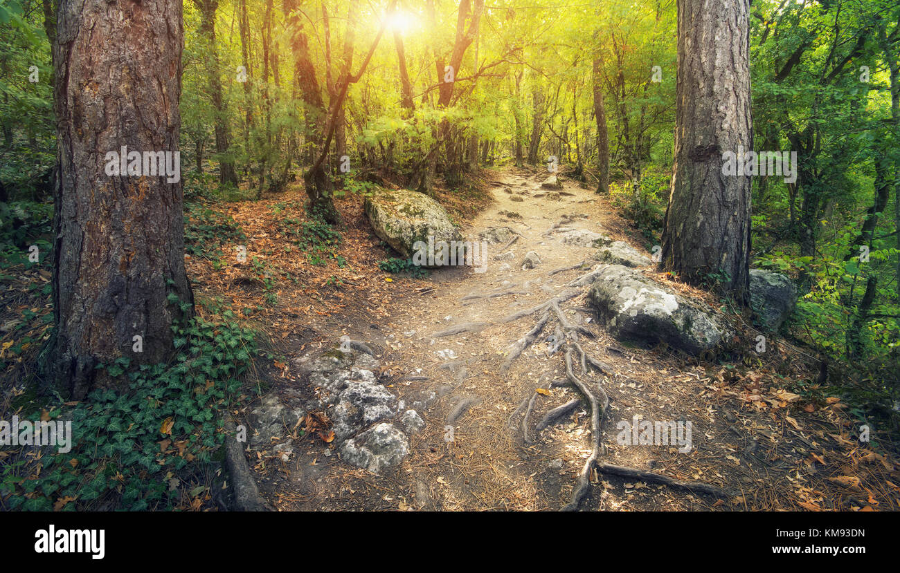 Living forest trail hi-res stock photography and images - Alamy