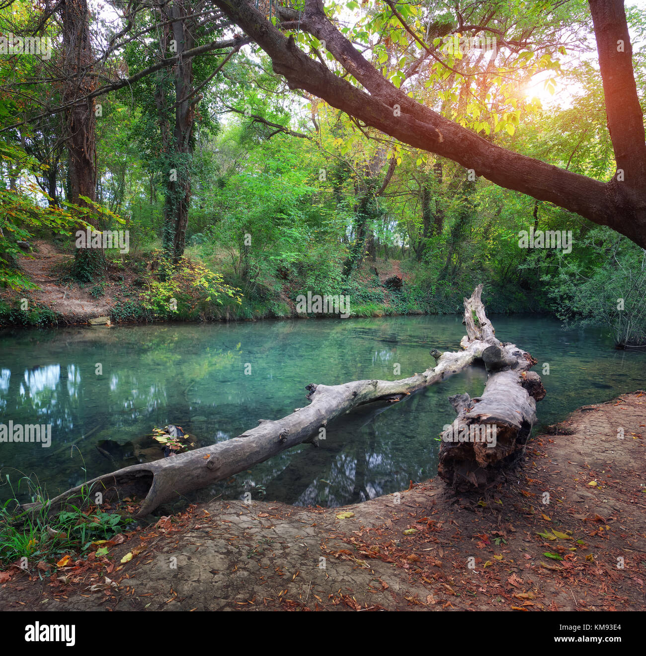 Creek in the forest hi-res stock photography and images - Alamy