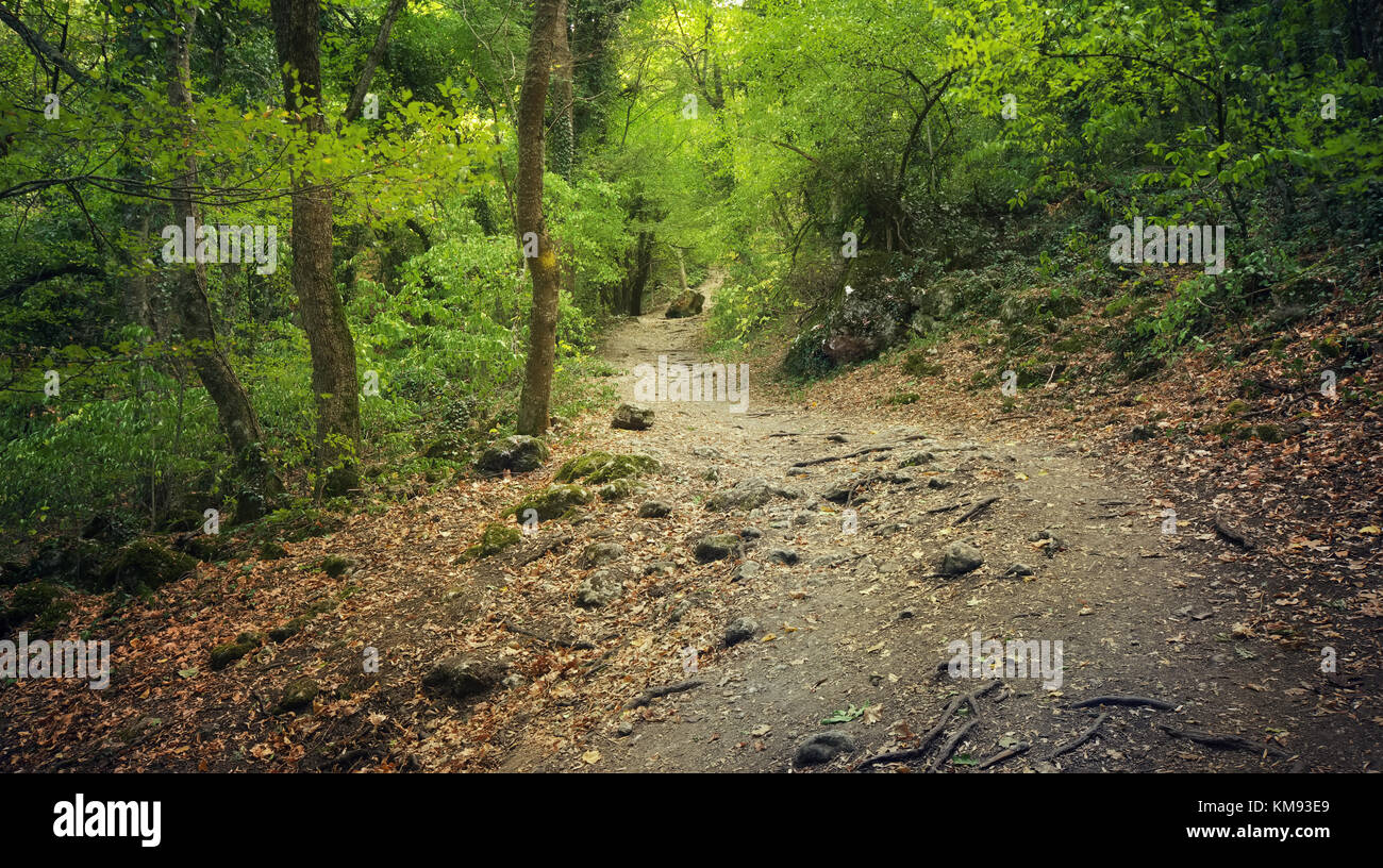 forest landscape. Path in forest. Nature composition Stock Photo - Alamy