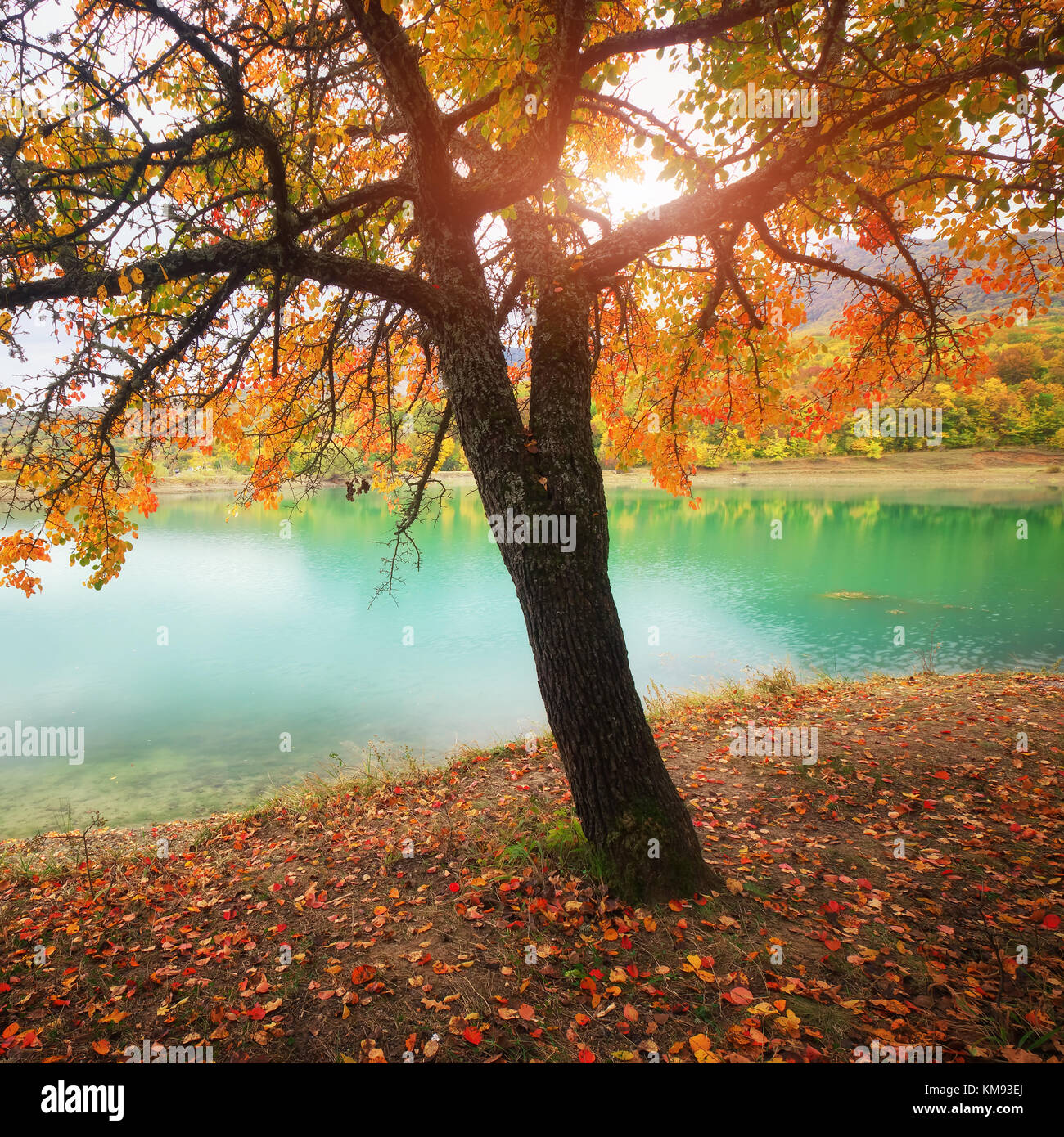 Tree near lake hi-res stock photography and images - Alamy