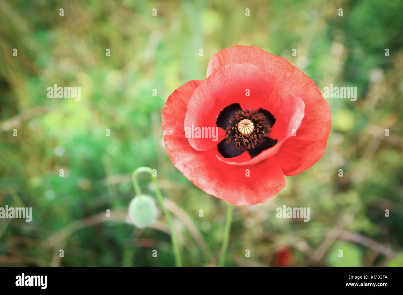 beautiful poppy flower close-up Stock Photo - Alamy