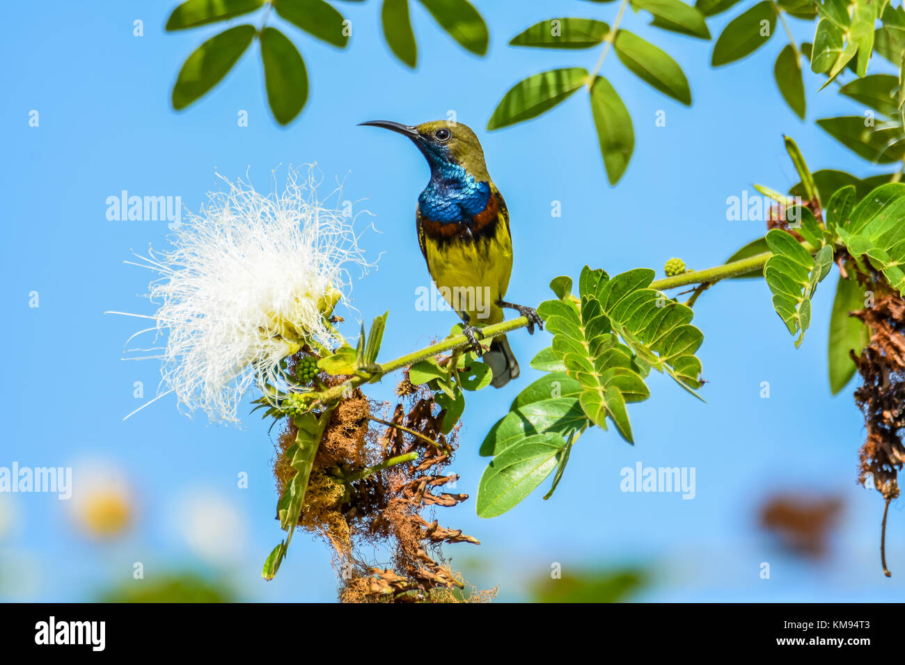 Sunbird flight hi-res stock photography and images - Alamy