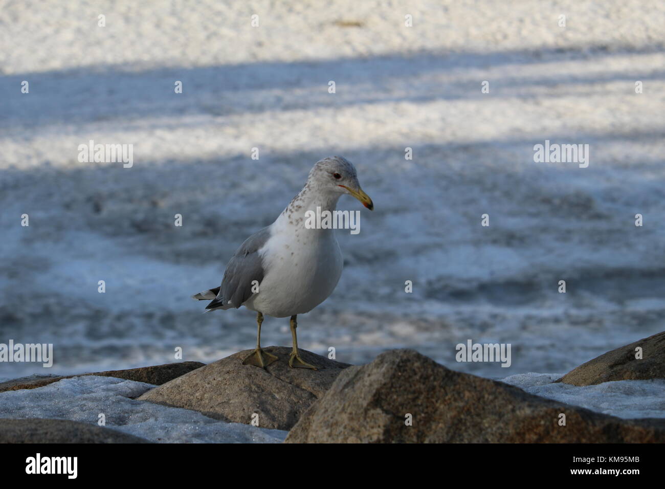 Seagull in action for finding food in the winter Stock Photo - Alamy