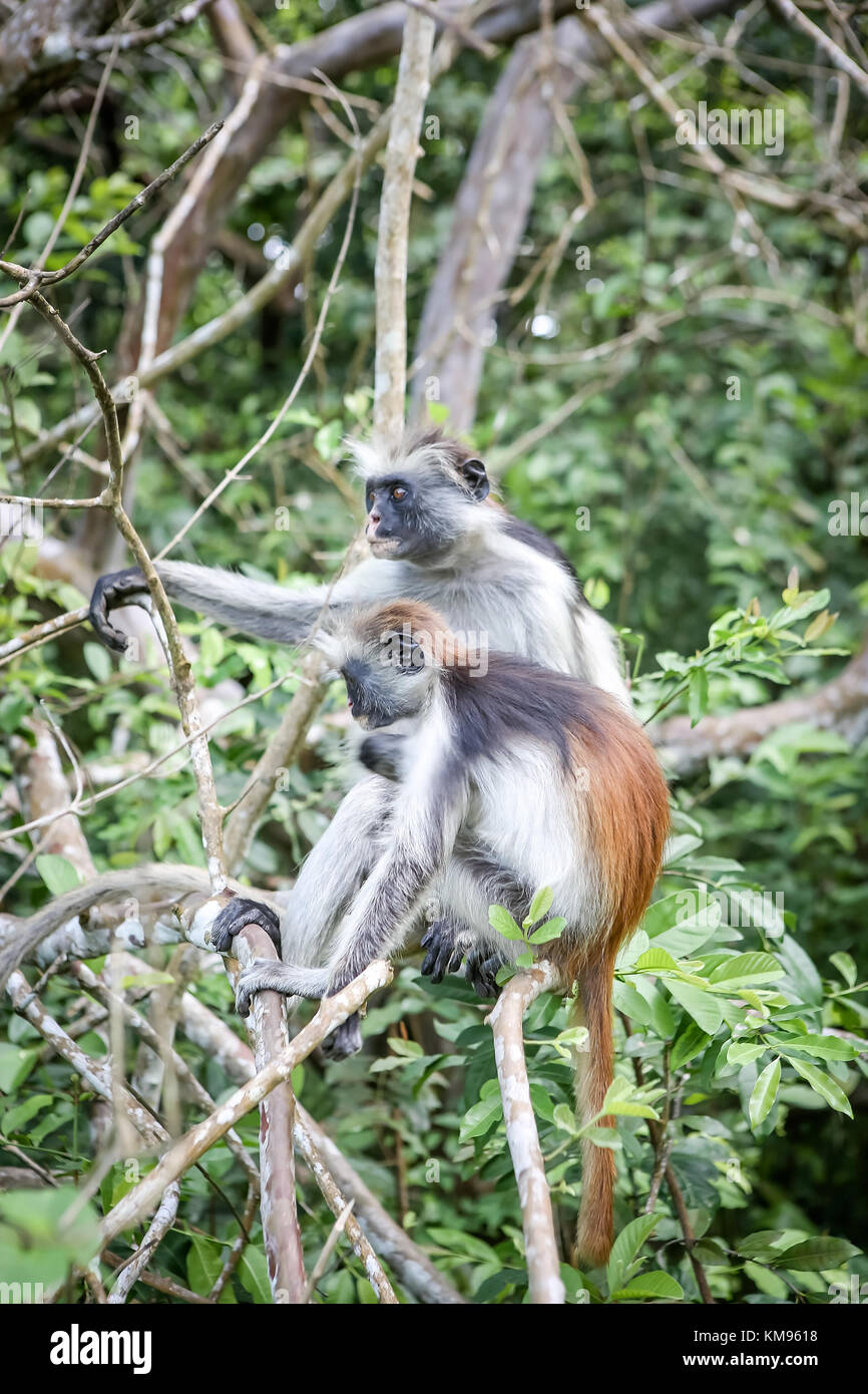 Monkeys in the natural habitat in the trees afternoon. Primates Stock ...