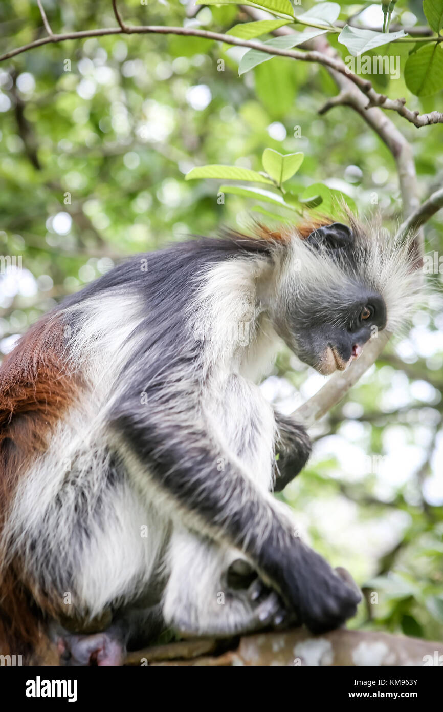 Monkeys in the natural habitat in the trees afternoon. Primates Stock ...