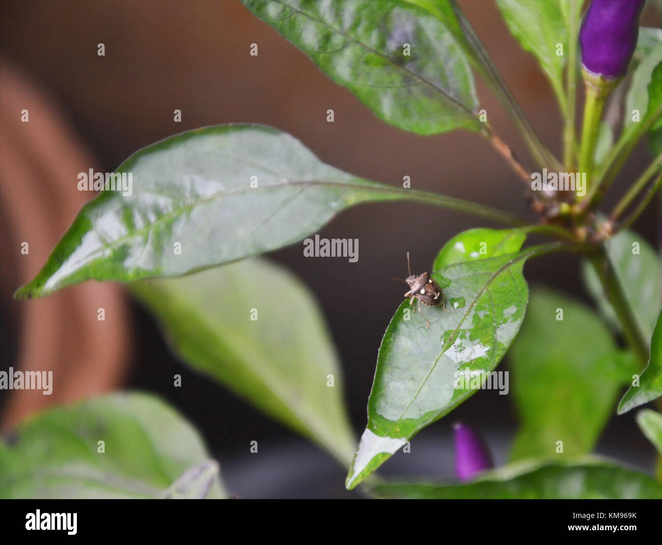 red bug or man face bug on violet chili leaf Stock Photo - Alamy