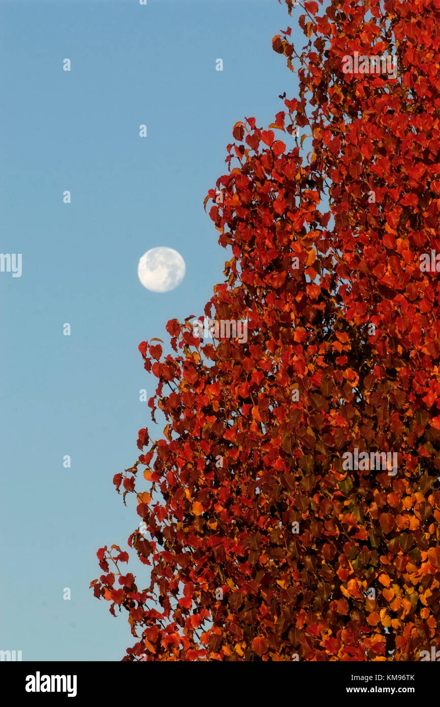 Fall Foliage and a Full Moon Stock Photo - Alamy
