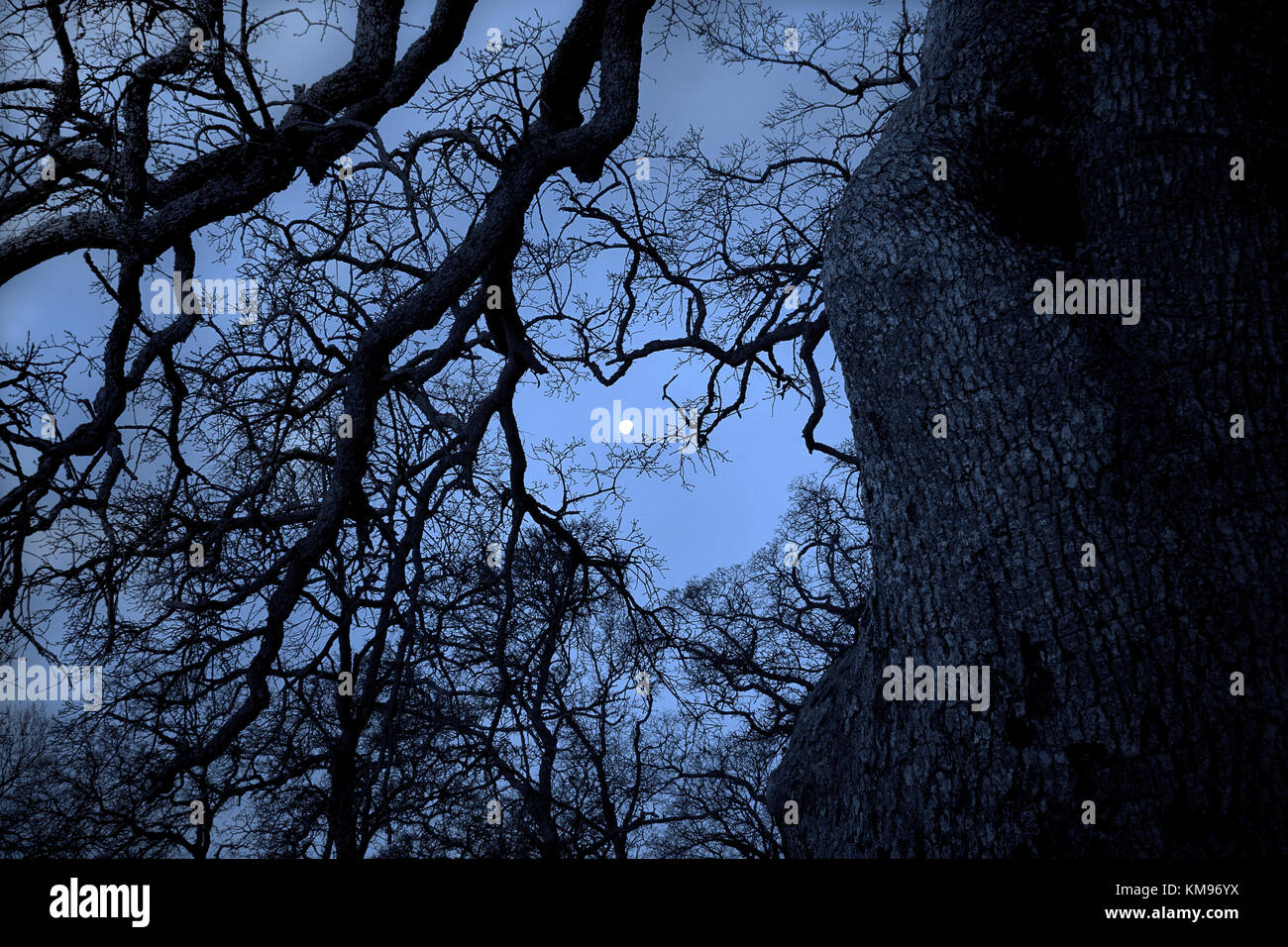 Full moon branches in hi-res stock photography and images - Alamy