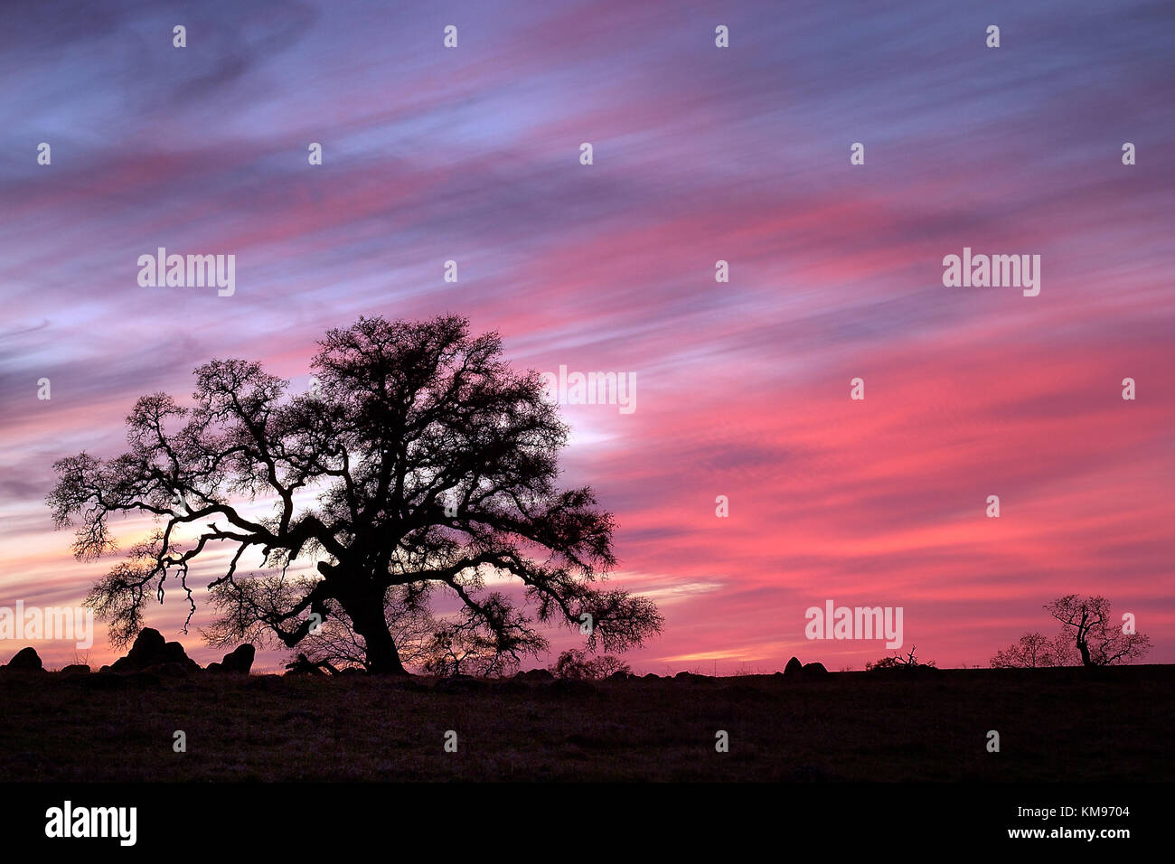Oak tree silhouette hi-res stock photography and images - Alamy