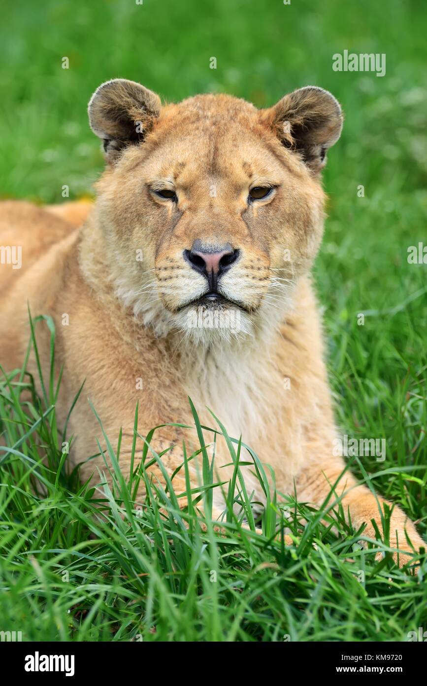 Young lion in green grass Stock Photo - Alamy