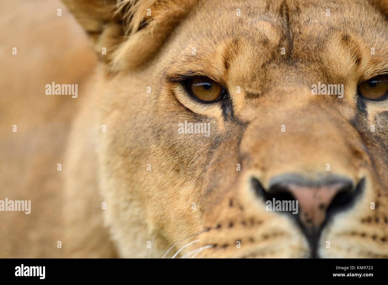 Closeup portrait of a african Lion Stock Photo - Alamy