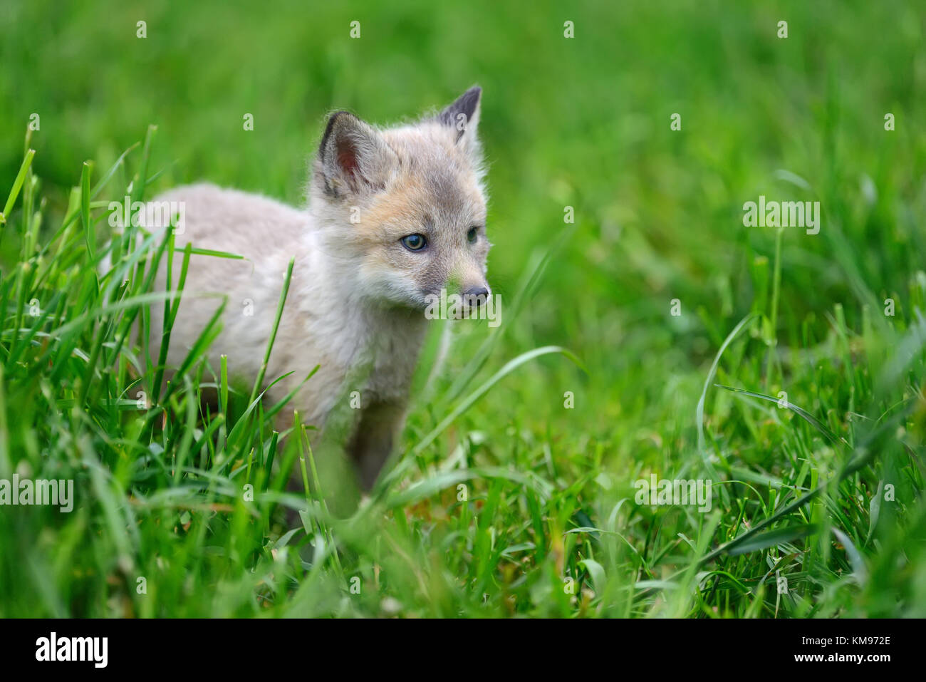 Close up baby silver fox in grass Stock Photo - Alamy