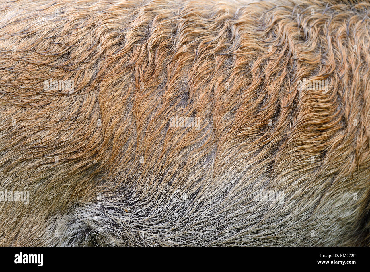 Texture of a skin of a wild boar as background Stock Photo - Alamy