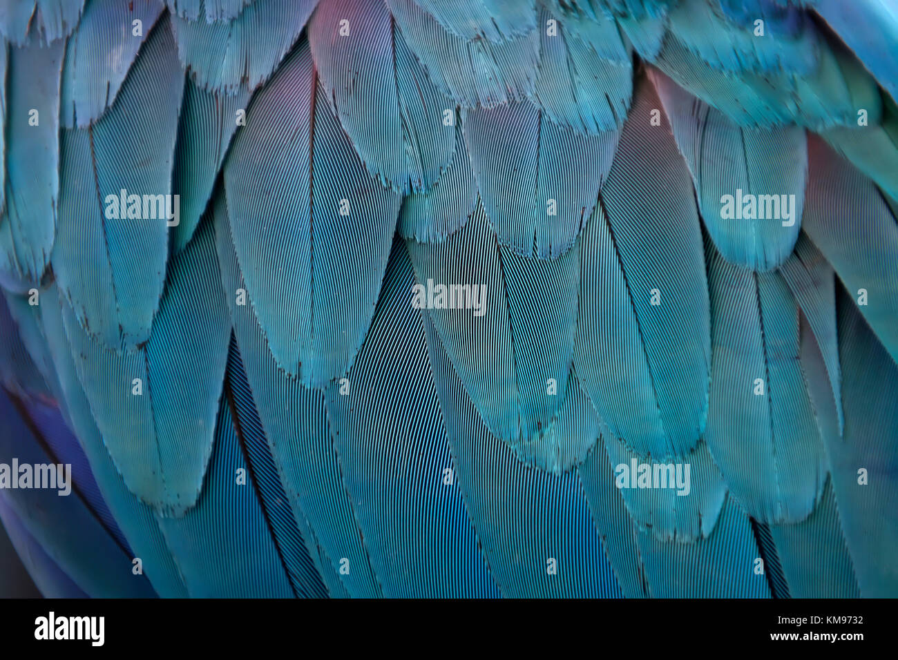 Colorful feathers. Parrot feathers background texture Stock Photo - Alamy