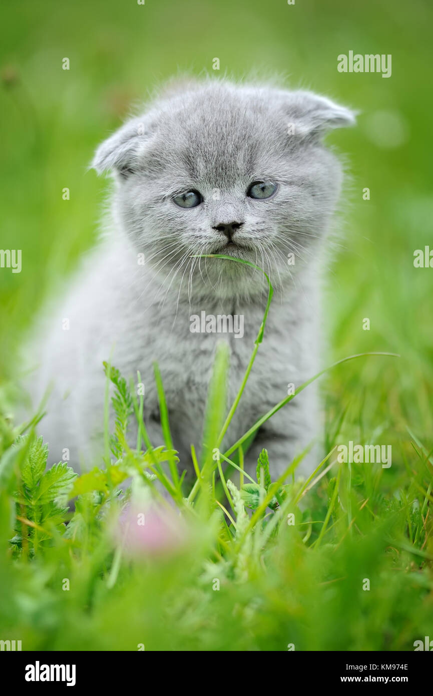 Close cute gray baby kitten in green grass Stock Photo - Alamy