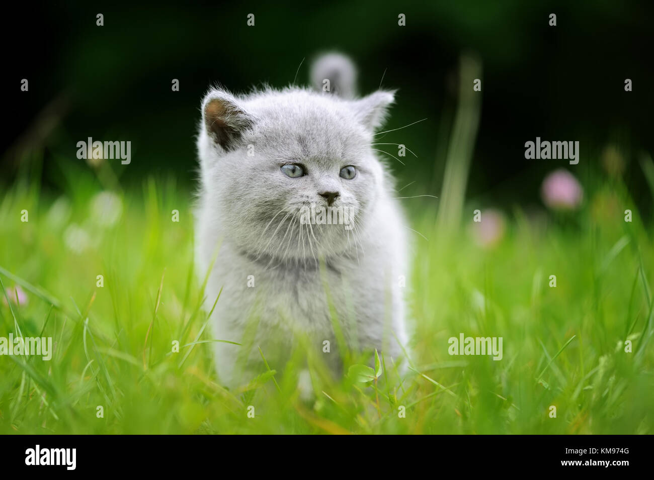 Close cute gray baby kitten in green grass Stock Photo - Alamy