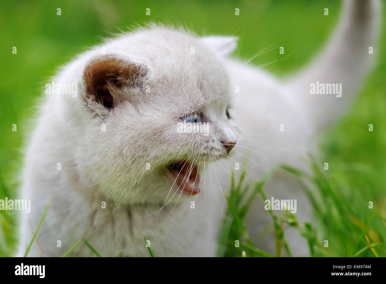 Close cute gray baby kitten in green grass Stock Photo - Alamy