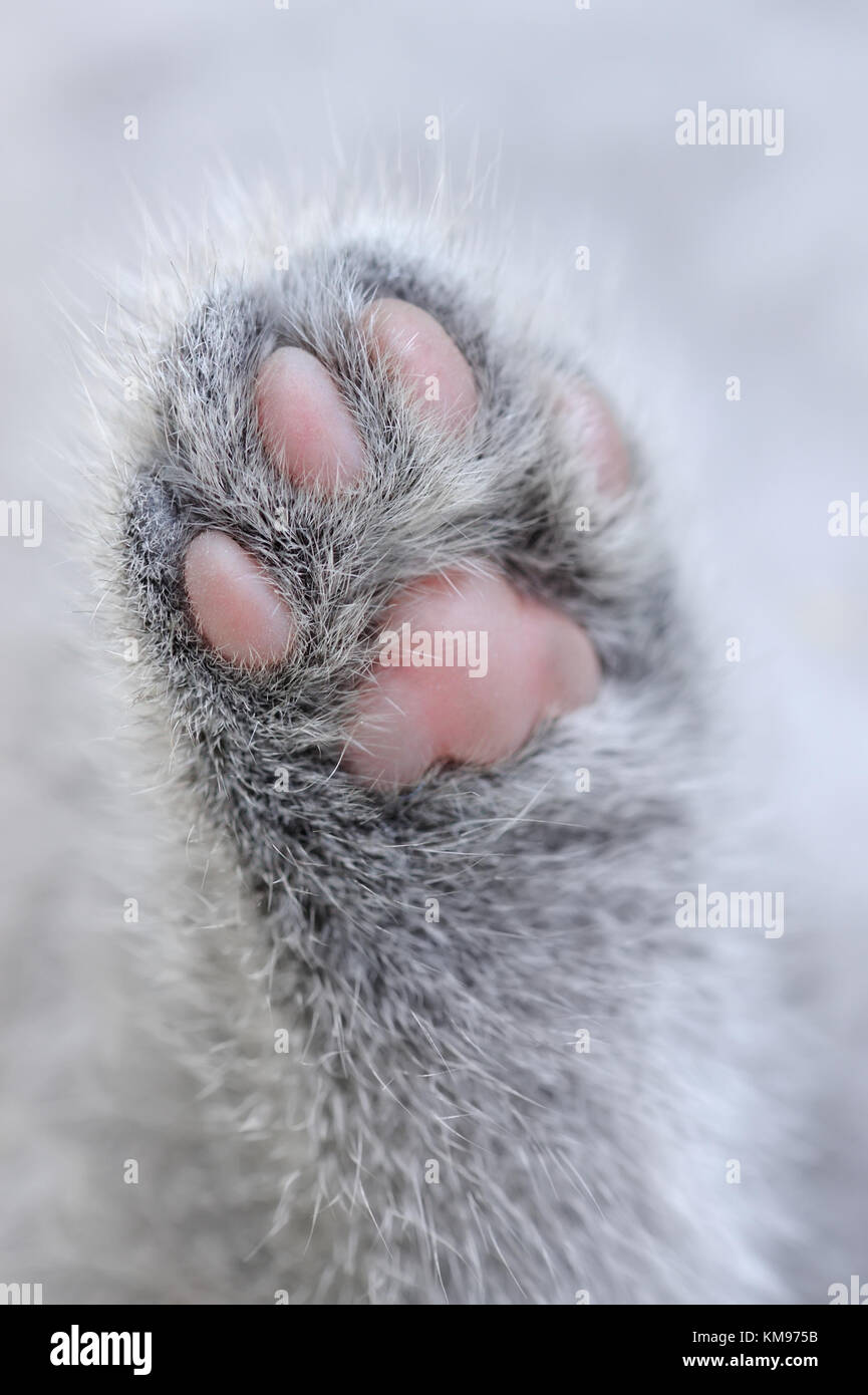 Close gray little kitten paw. Baby cat foot Stock Photo - Alamy