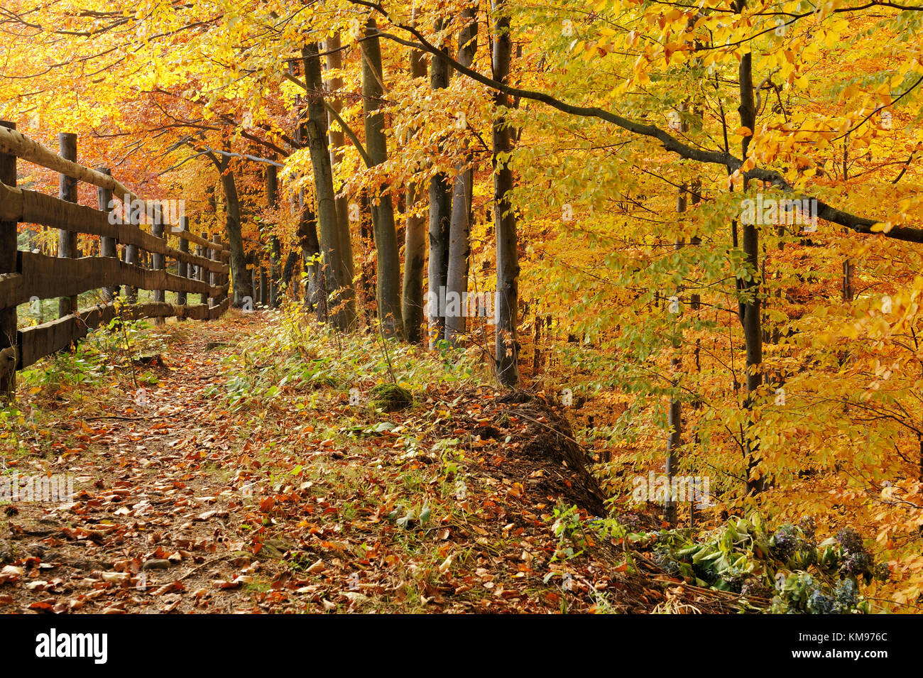 Wide trail cuts through a colorful autumn forest Stock Photo - Alamy
