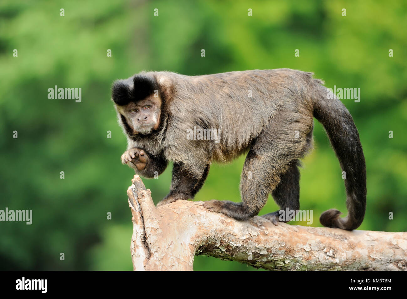 Little capuchin monkey hi-res stock photography and images - Alamy