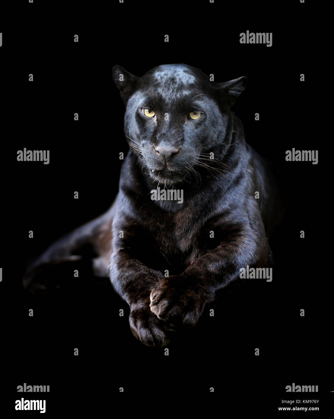 Angry jaguar hi-res stock photography and images - Alamy