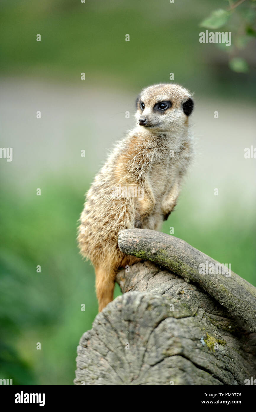 Meerkat standing upright and looking alert Stock Photo - Alamy