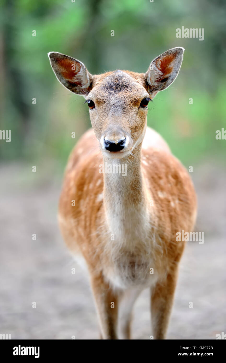 Close-up fallow deer in wild nature Stock Photo - Alamy