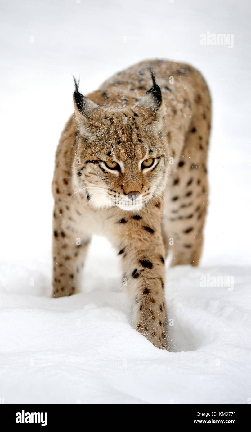 Beautiful wild lynx in winter Stock Photo - Alamy