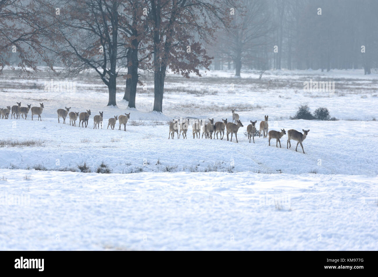 Winter deer scene hi-res stock photography and images - Alamy