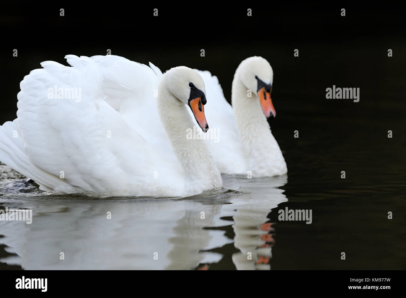 Beautiful Swan High Resolution Stock Photography and Images - Alamy