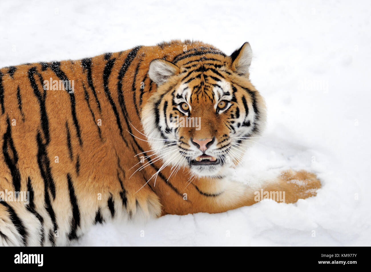 Beautiful wild siberian tiger on snow Stock Photo - Alamy