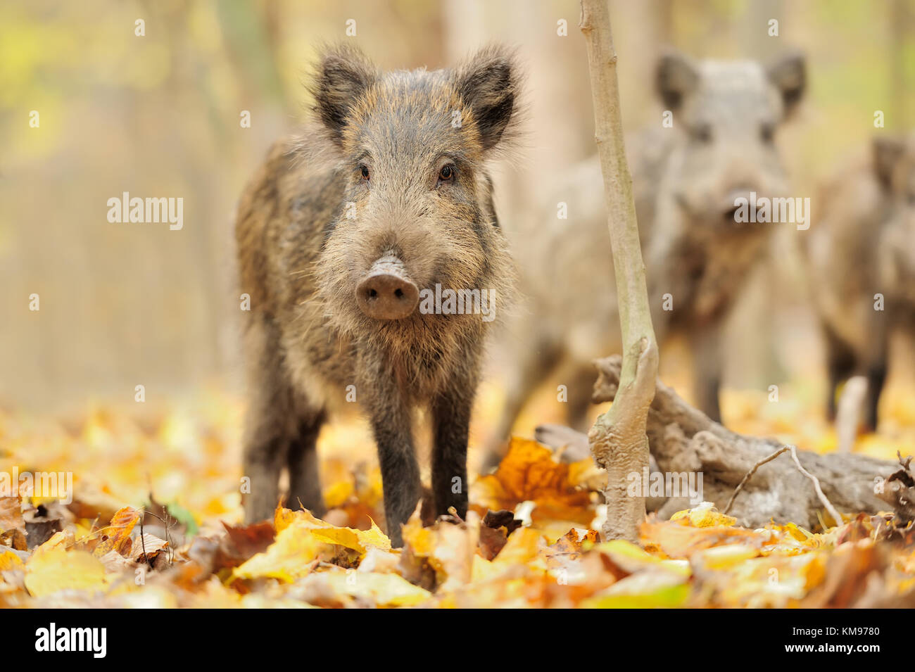 Wild boar in autumn forest Stock Photo - Alamy