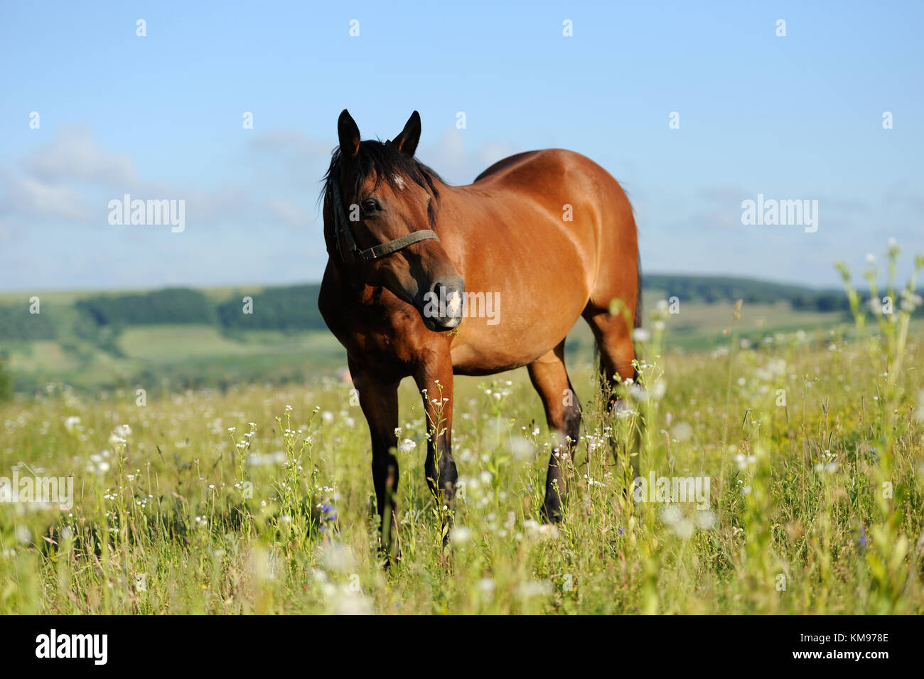 Brown horse in spring meadow on sky background Stock Photo - Alamy