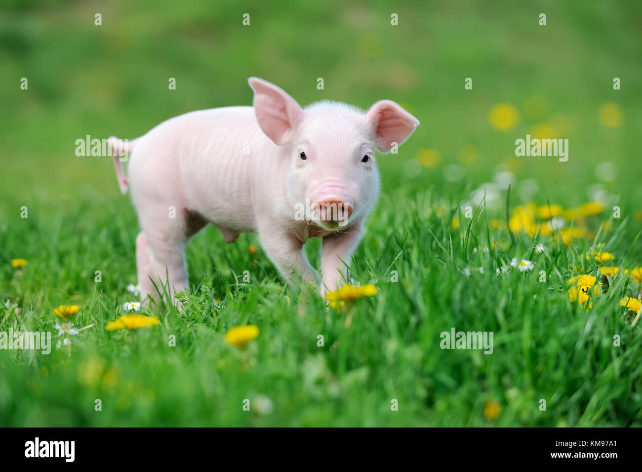 Young funny pig on a spring green grass Stock Photo - Alamy
