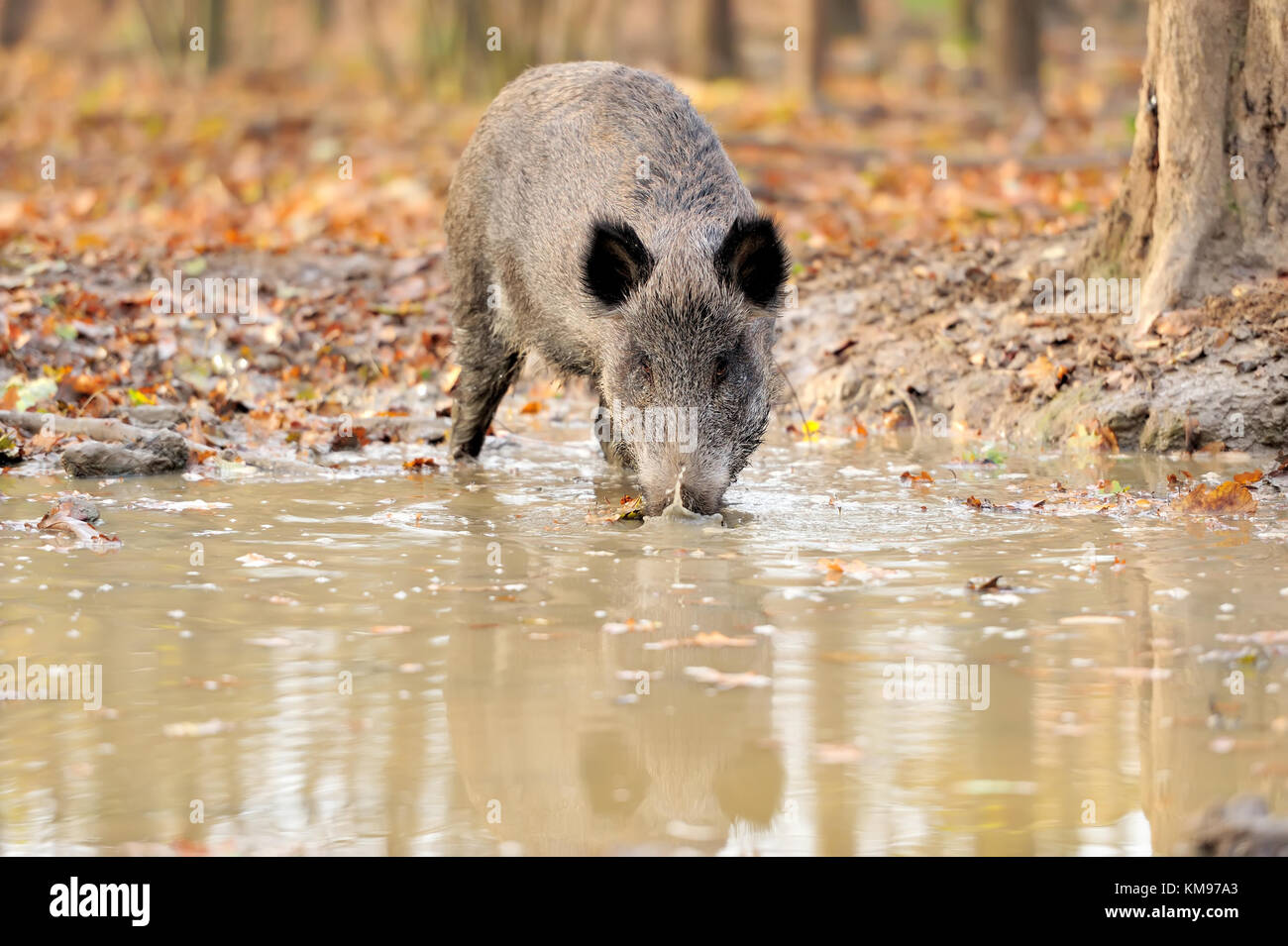 Wild boar in autumn forest Stock Photo - Alamy