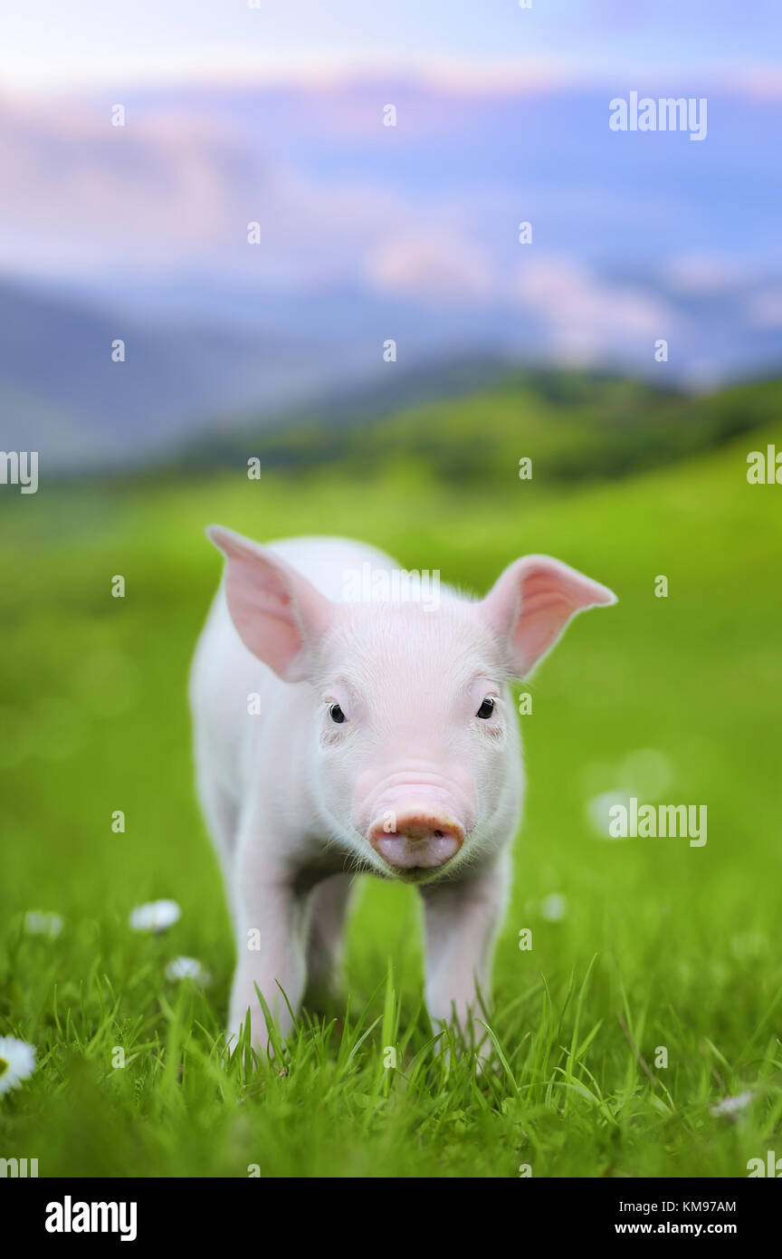 Green grass in meadow hi-res stock photography and images - Alamy