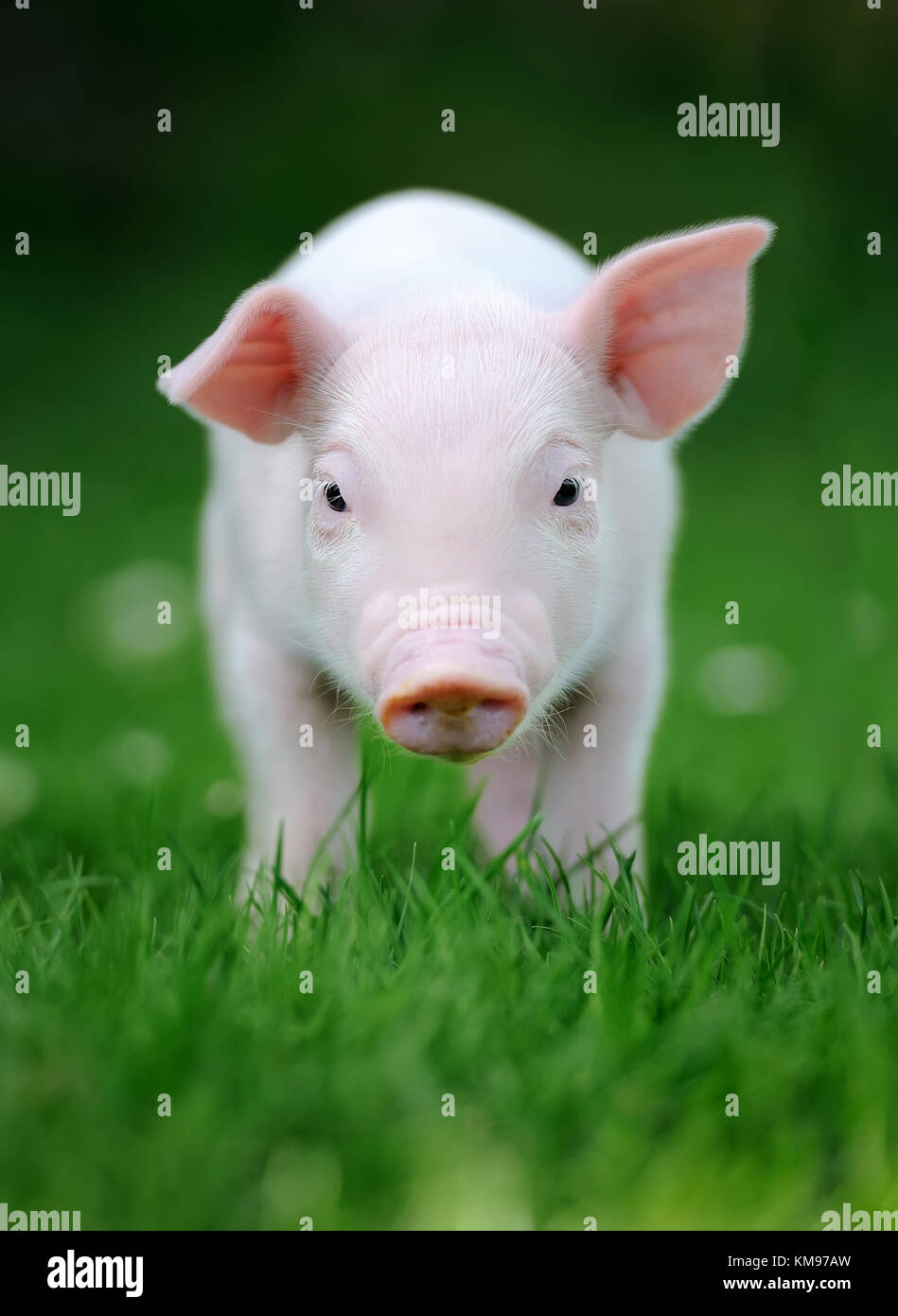 Young pig in a spring green grass Stock Photo - Alamy
