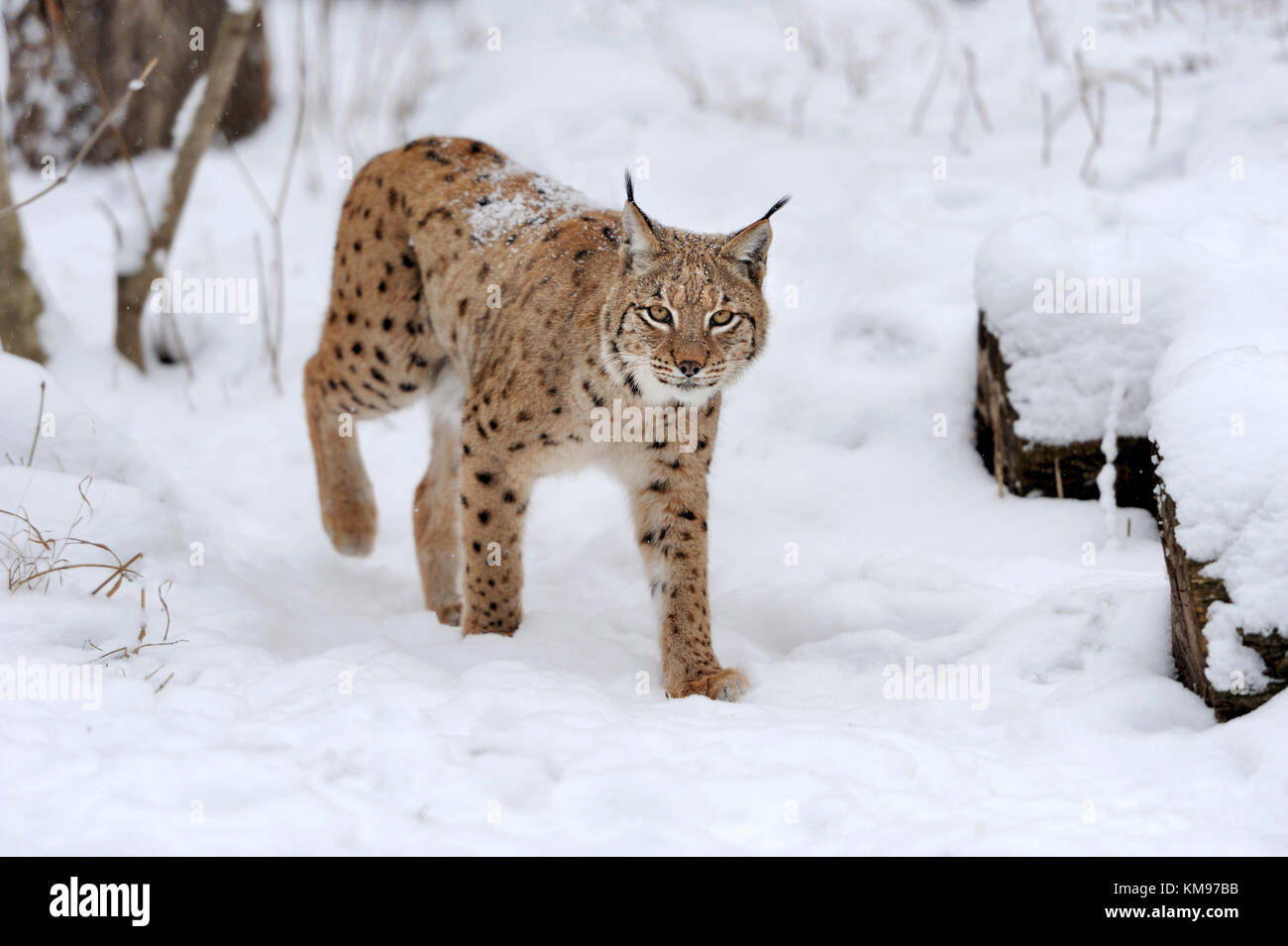 Beautiful Lynx High Resolution Stock Photography and Images - Alamy