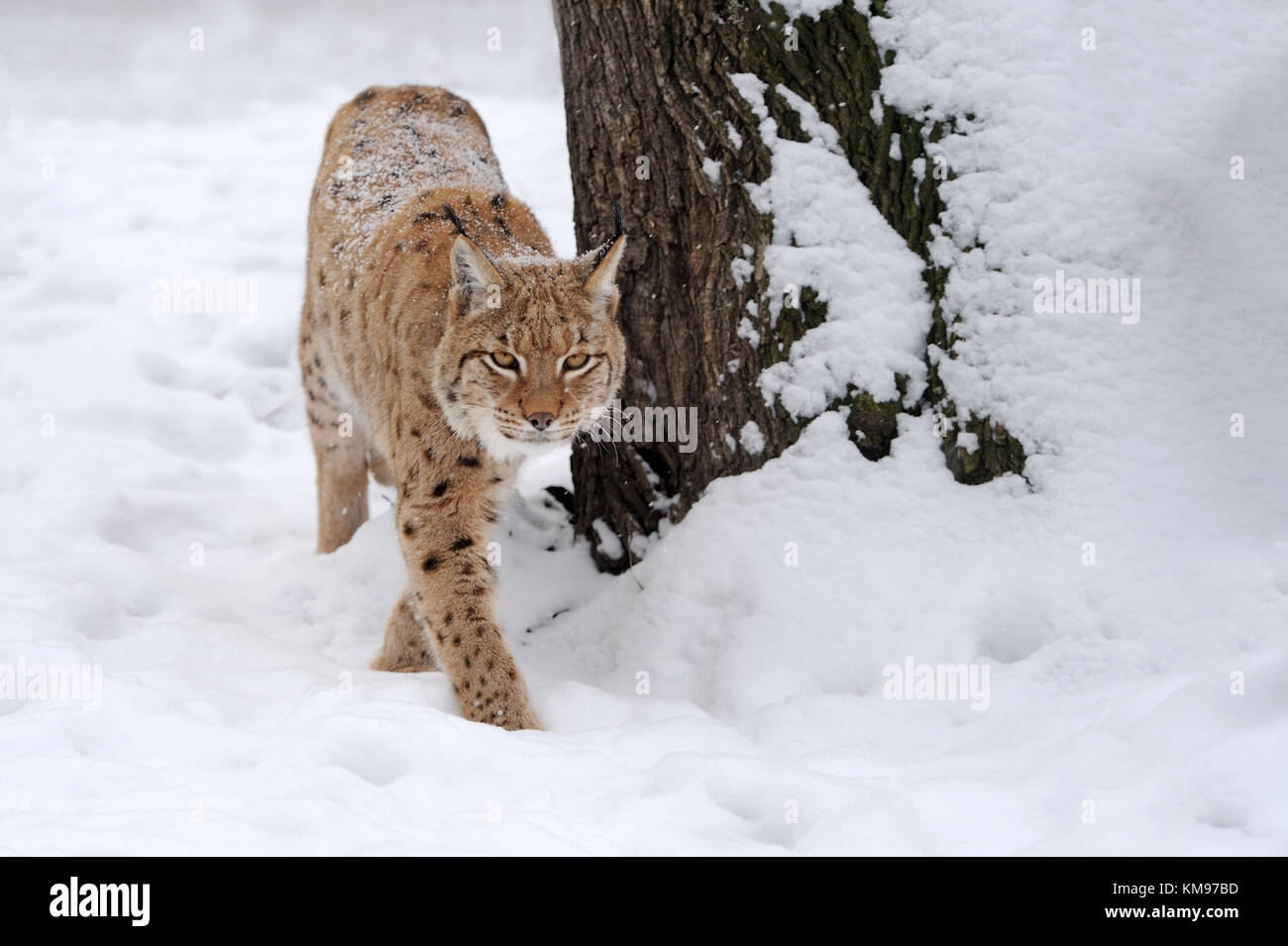 Beautiful lynx hi-res stock photography and images - Alamy