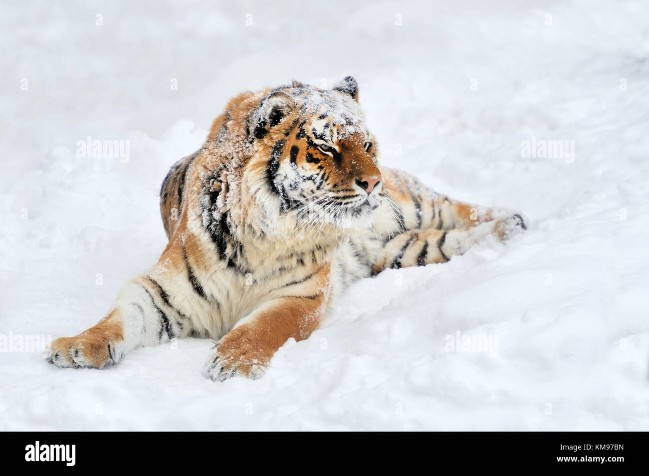 Beautiful wild siberian tiger on snow Stock Photo - Alamy
