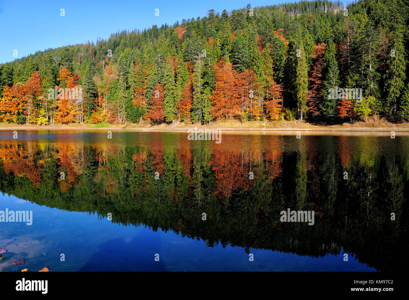 Autumn colorful foliage over lake with beautiful woods in red and ...