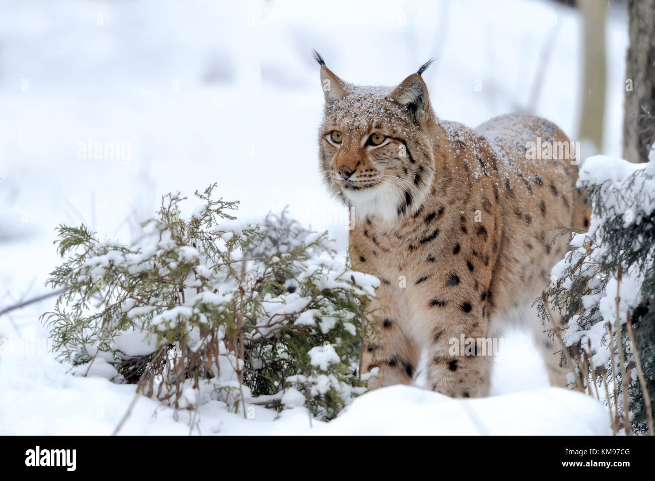 Young lynx in winter forest Stock Photo - Alamy