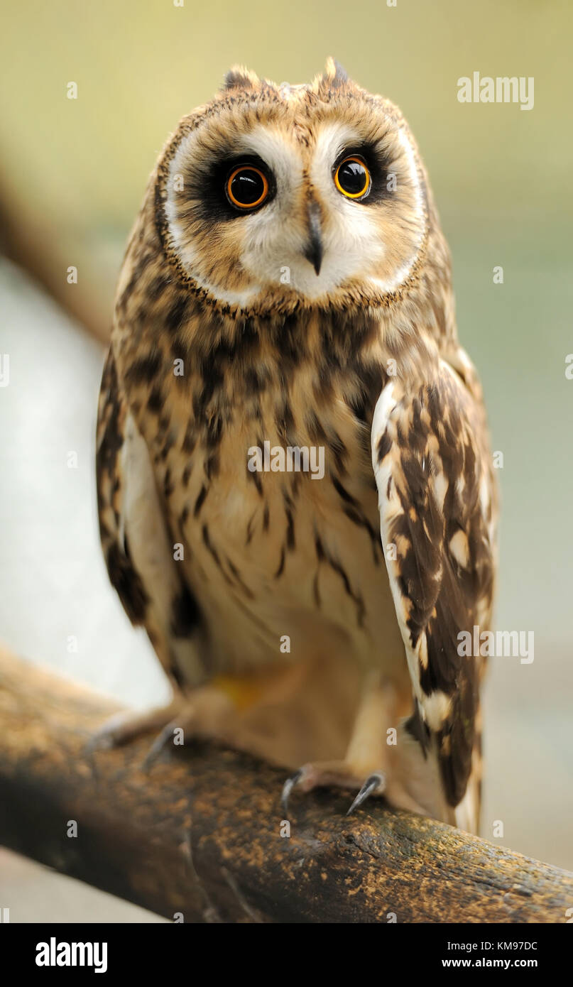 Young owl hi-res stock photography and images - Alamy