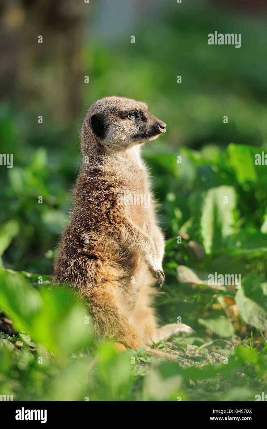 A meerkat standing upright and looking alert Stock Photo - Alamy