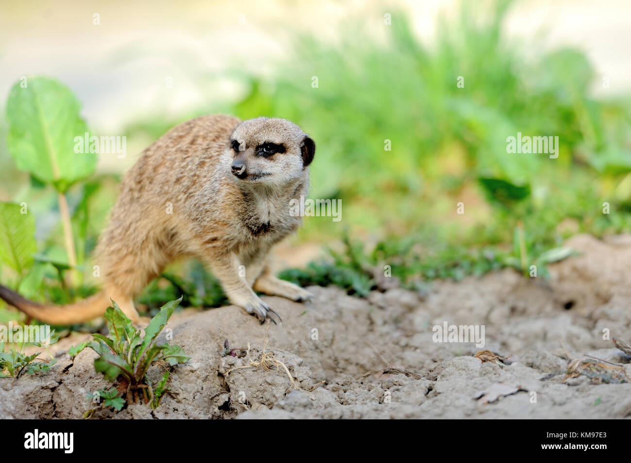 A meerkat standing upright and looking alert Stock Photo - Alamy