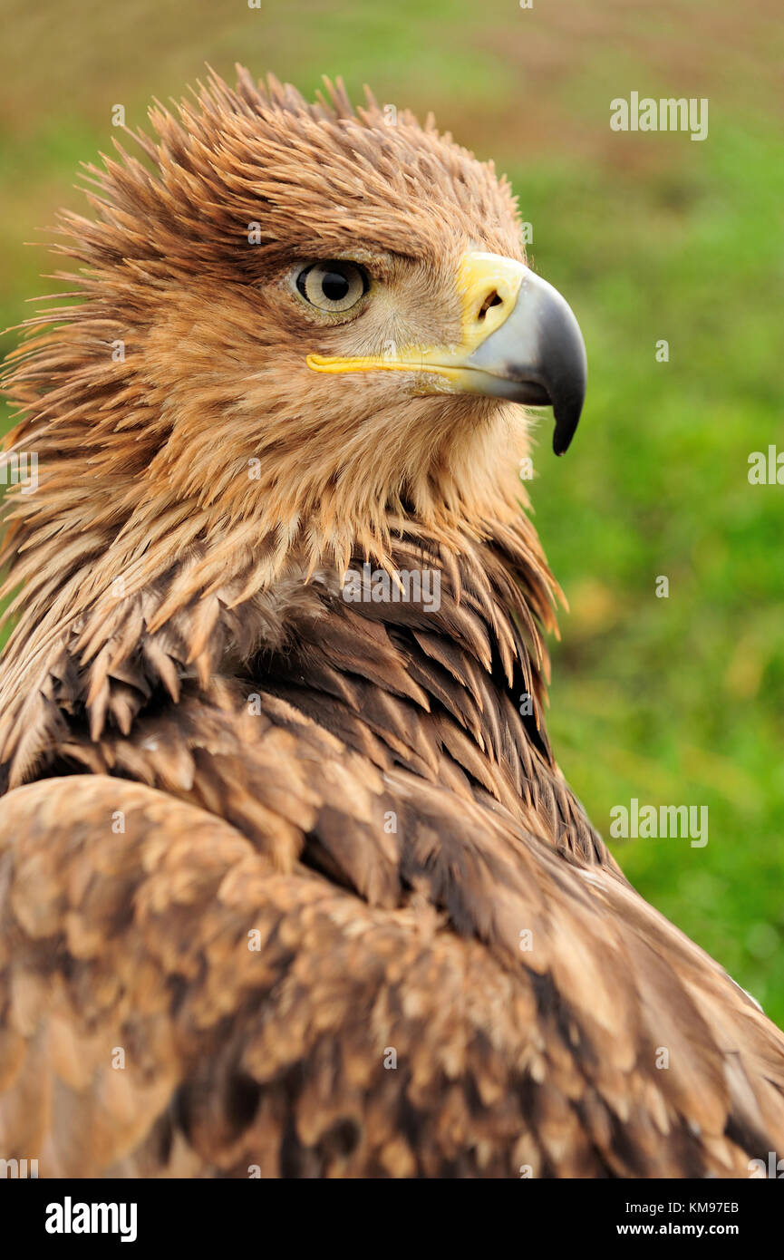 Young eagle hi-res stock photography and images - Alamy