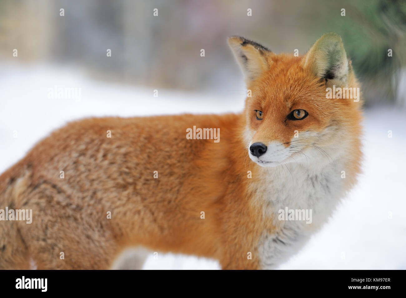 Fox winter close hi-res stock photography and images - Alamy
